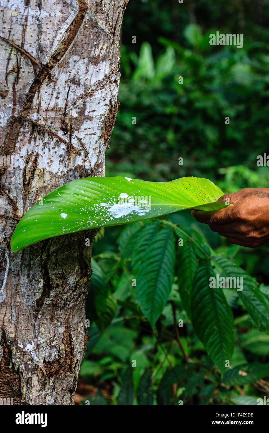 Rubber tree jungle amazon hi-res stock photography and images - Alamy