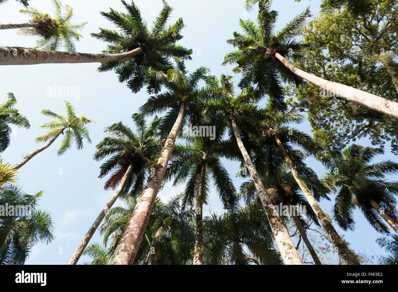South America, Suriname, Paramaribo. View of palm trees from below ...