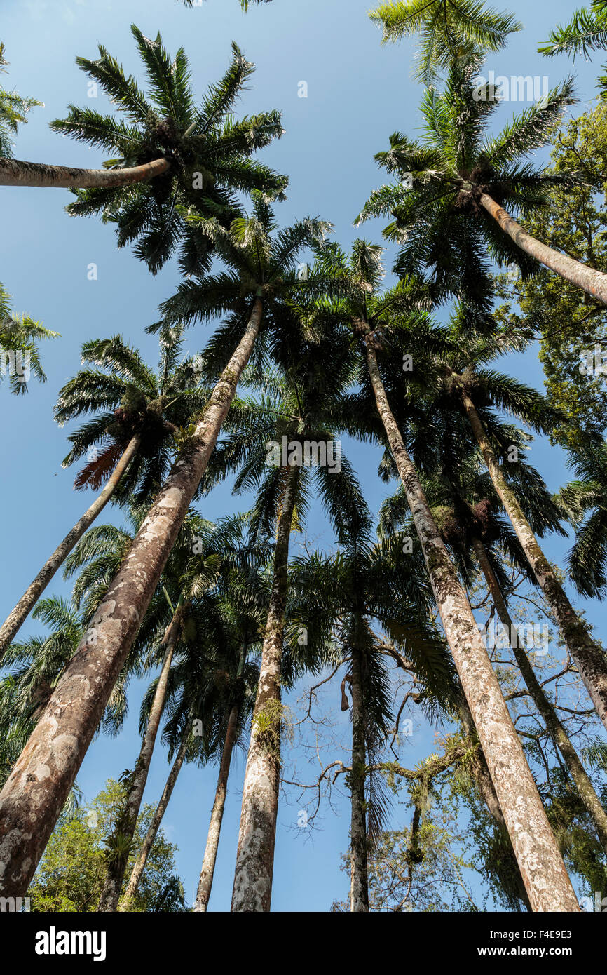 South America, Suriname, Paramaribo. View of palm trees from below ...