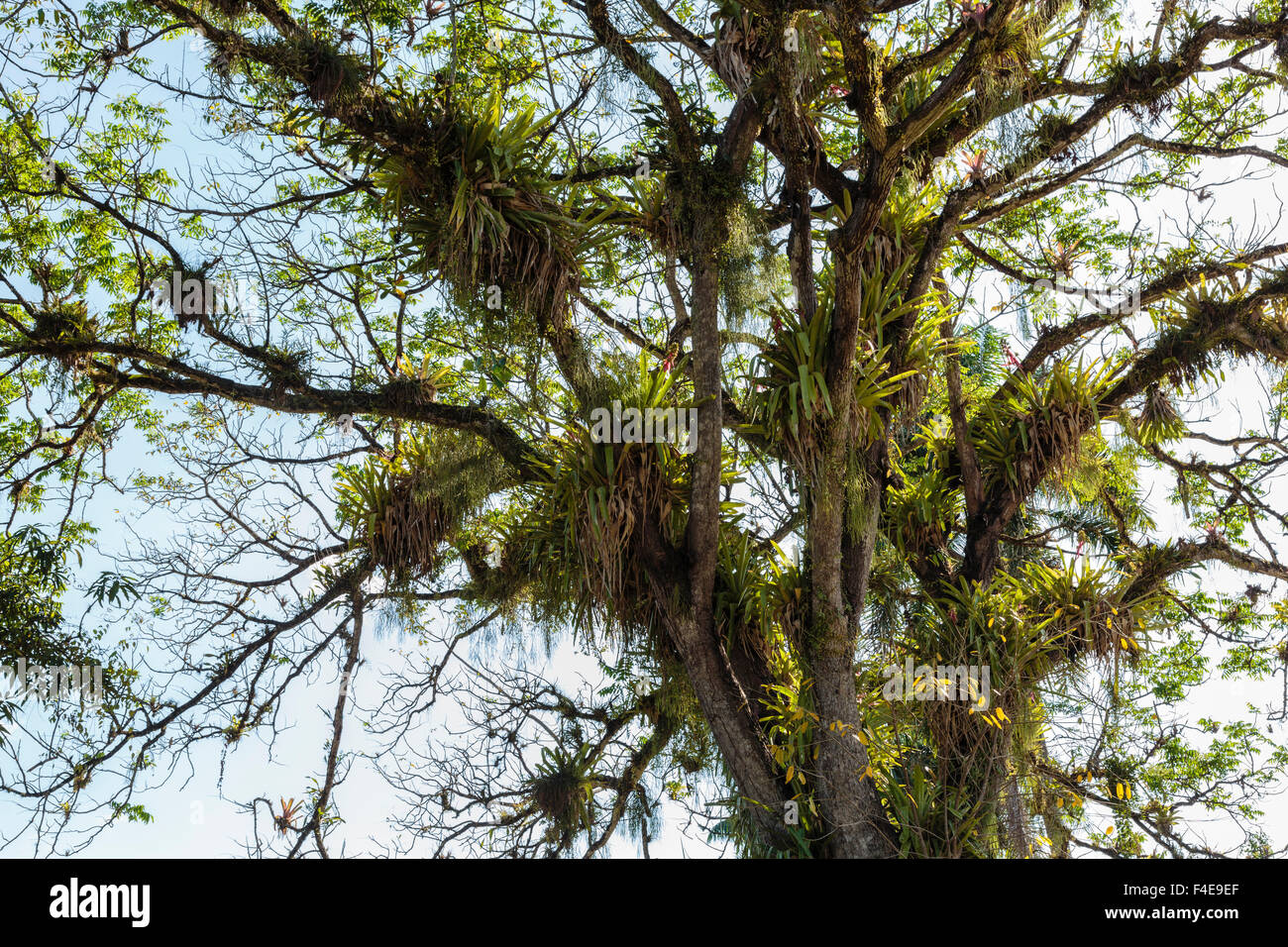 South America, Suriname, Paramaribo. Close-up view of plants growing in ...