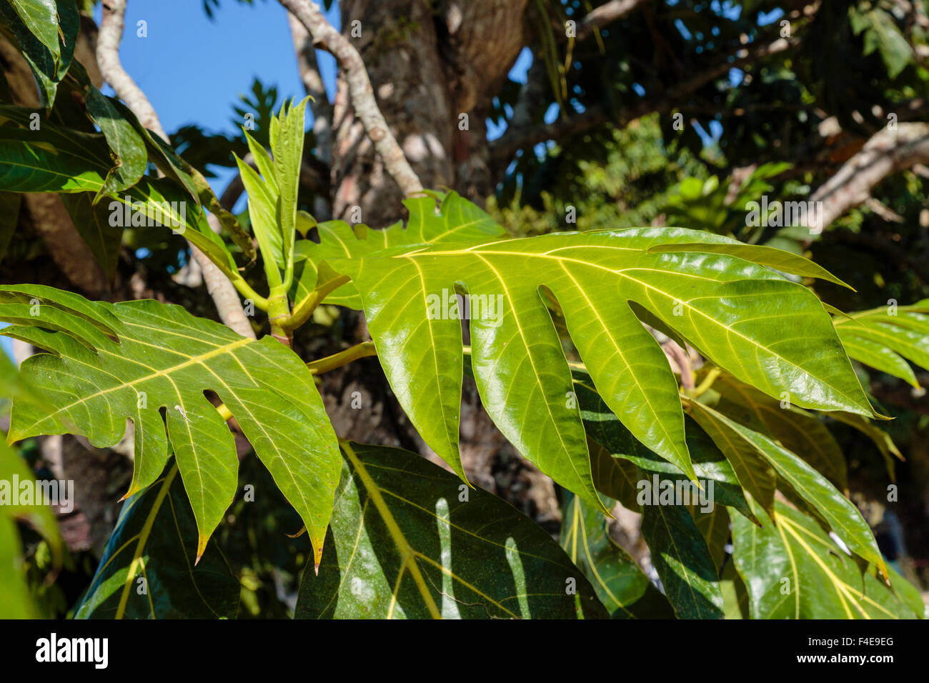 South America, Suriname, Paramaribo. Close-up view of plants growing in ...