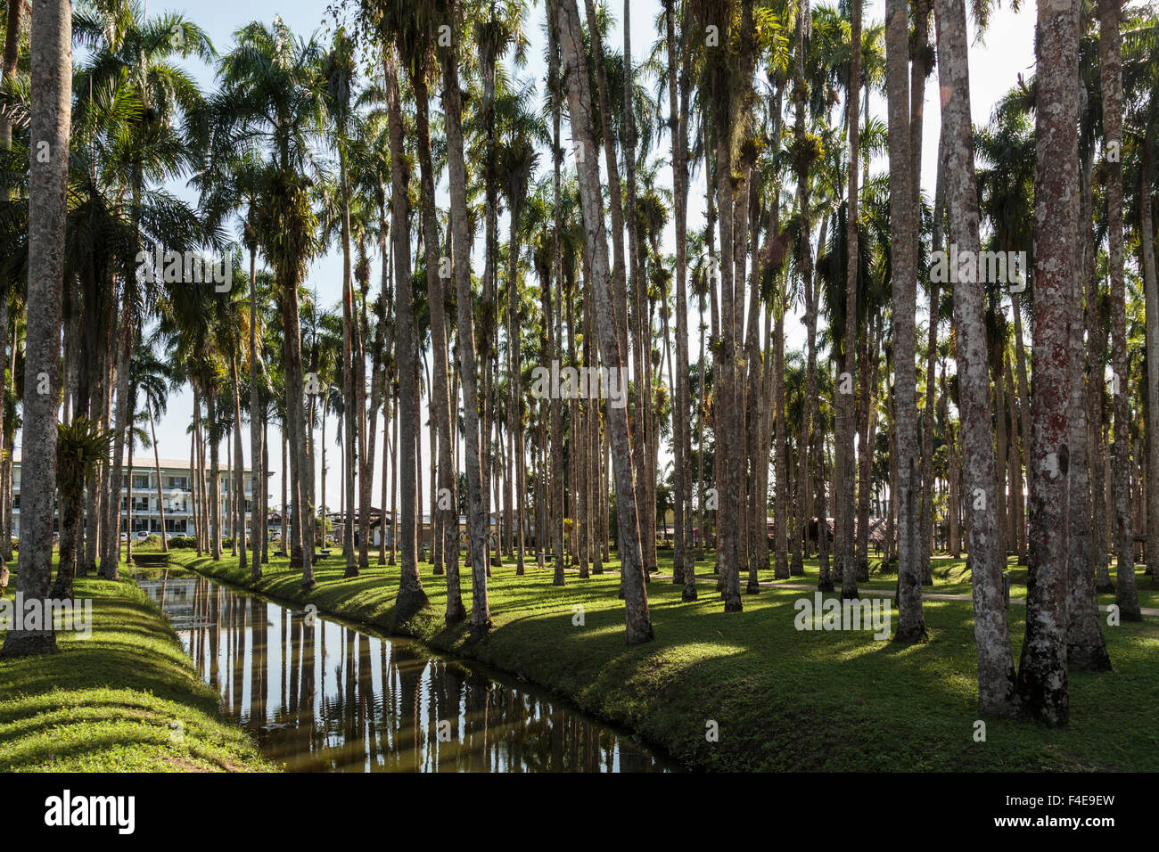 South America, Suriname, Paramaribo. Palms along water near Fort ...