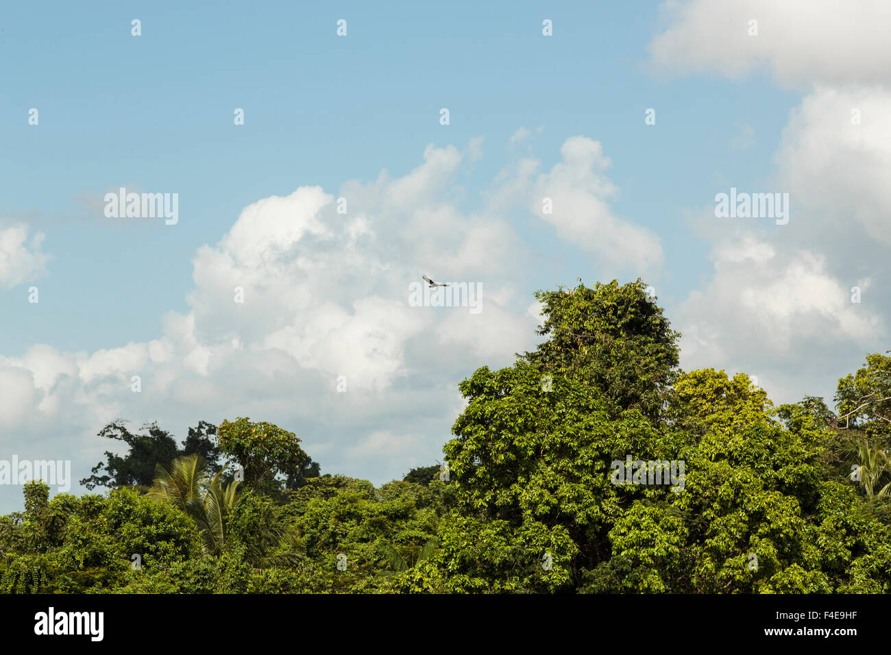 South America, Venezuela, Orinoco River. Bright green foliage on river ...