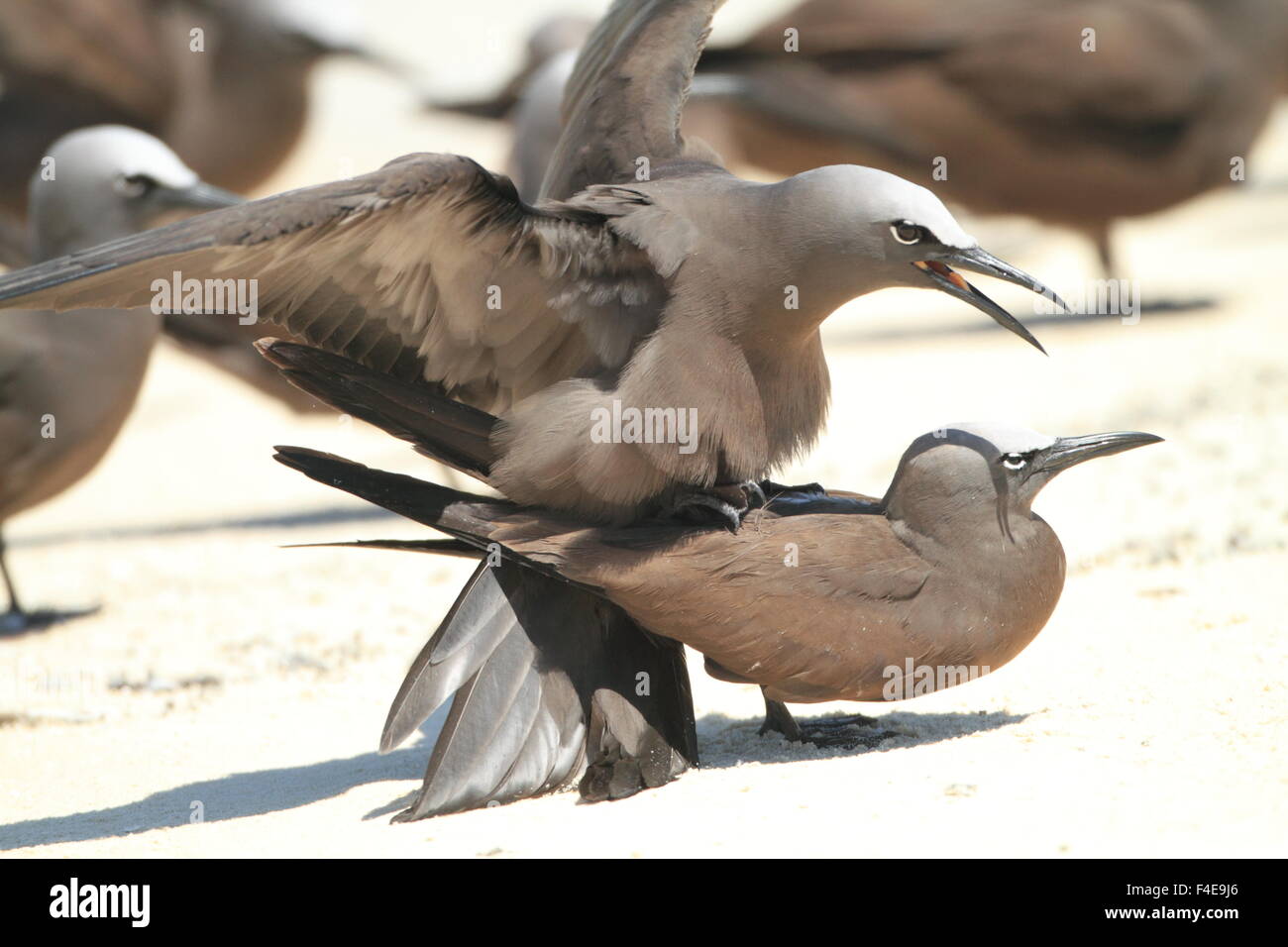 Common or brown noddy (Anous stolidus) in Australia Stock Photo - Alamy