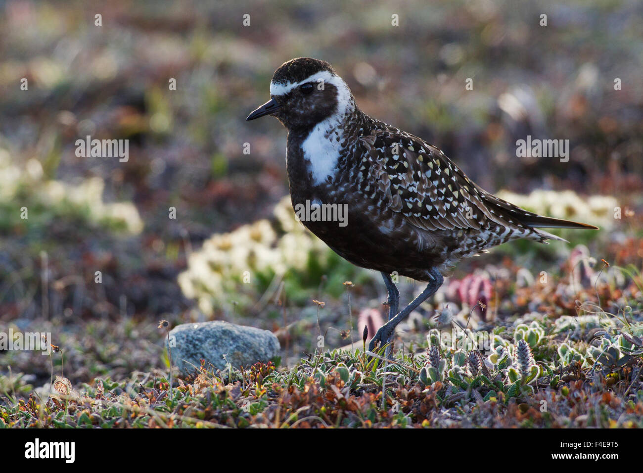 Female Golden Plover High Resolution Stock Photography and Images - Alamy