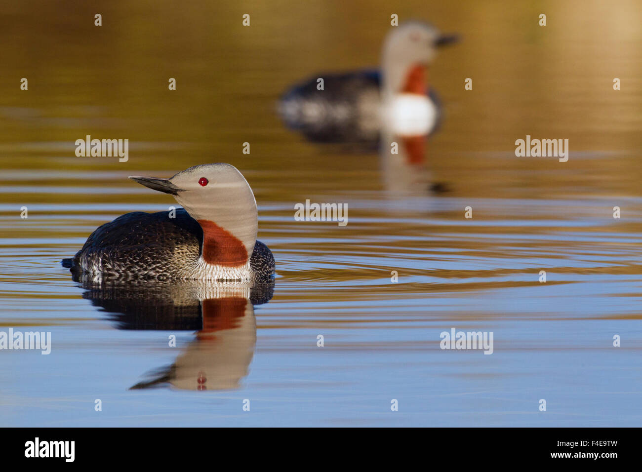 Red-throated Loon Pair Stock Photo - Alamy