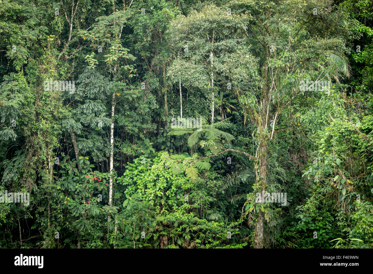 Rainforest, Selva Verde, Costa Rica Stock Photo - Alamy