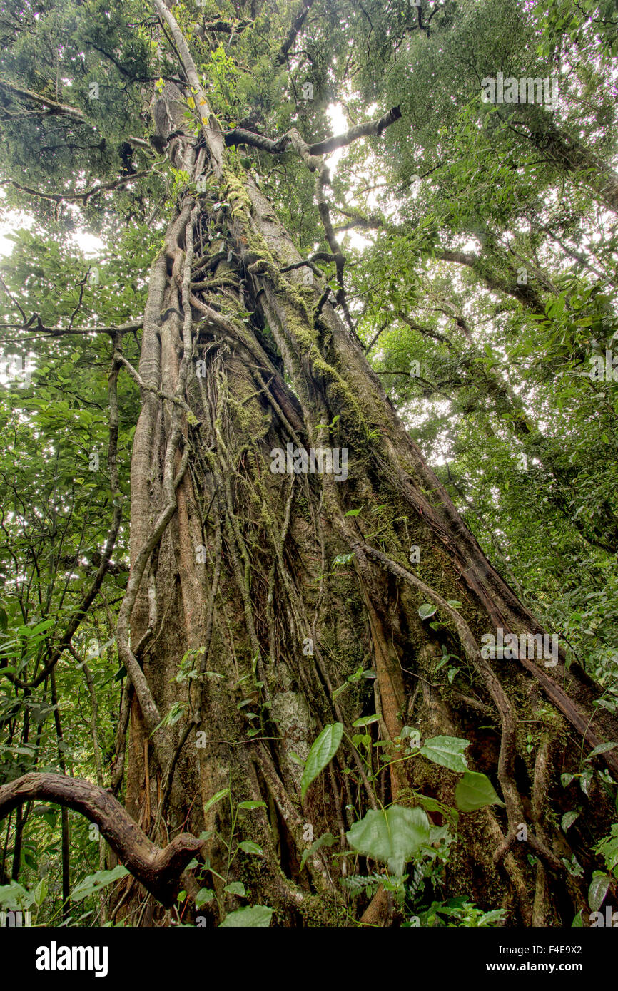 Strangler fig in cloud forest, Costa Rica Stock Photo - Alamy