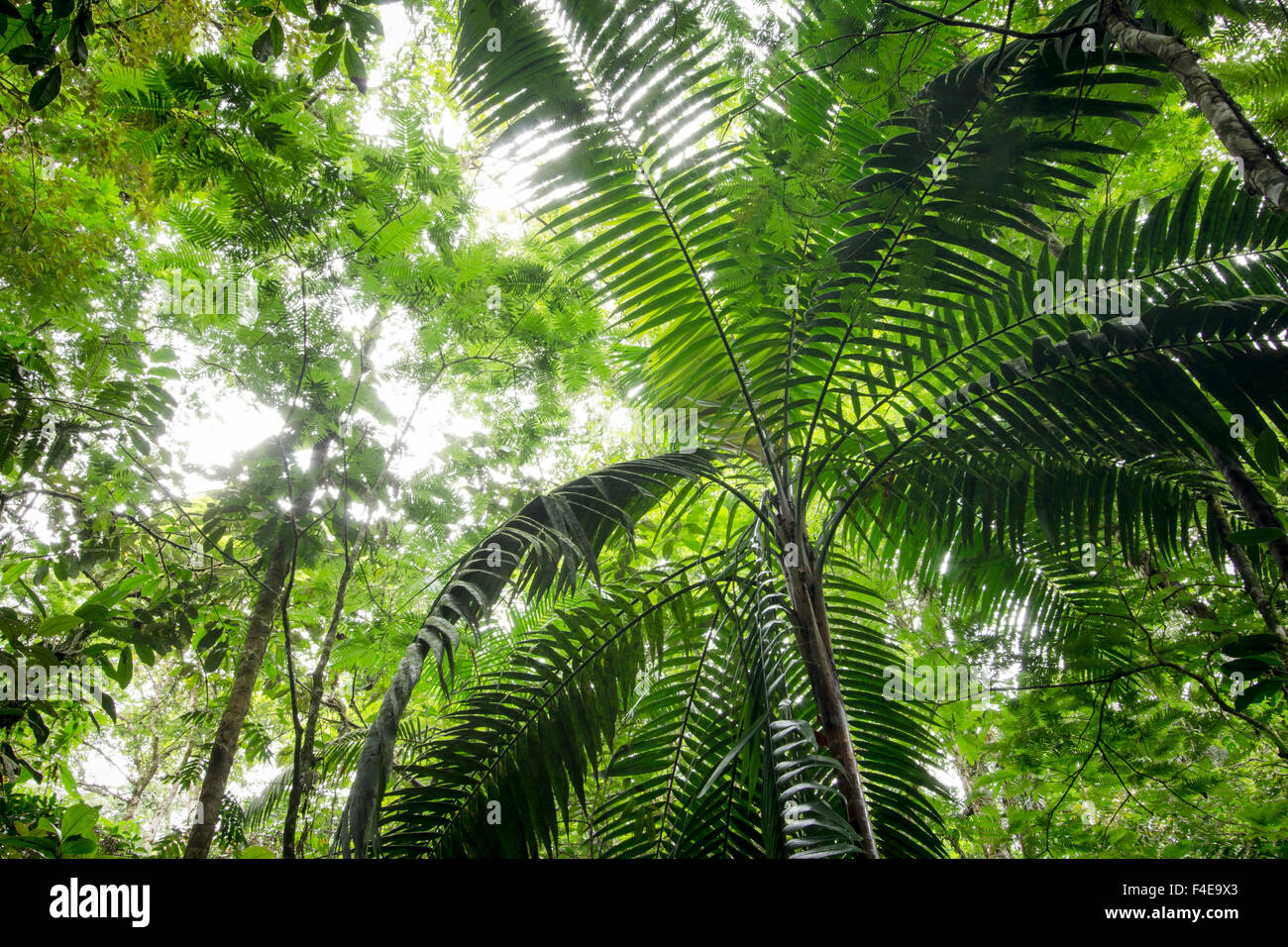 Inside rainforest, Selva Verde, Costa Rica Stock Photo - Alamy