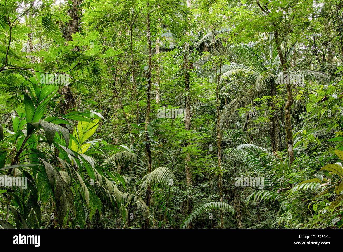 Inside, rainforest, Selva Verde, Costa Rica Stock Photo - Alamy