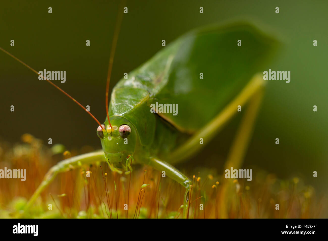 Katydid (orthopteran) in cloud forest, Costa Rica Stock Photo - Alamy