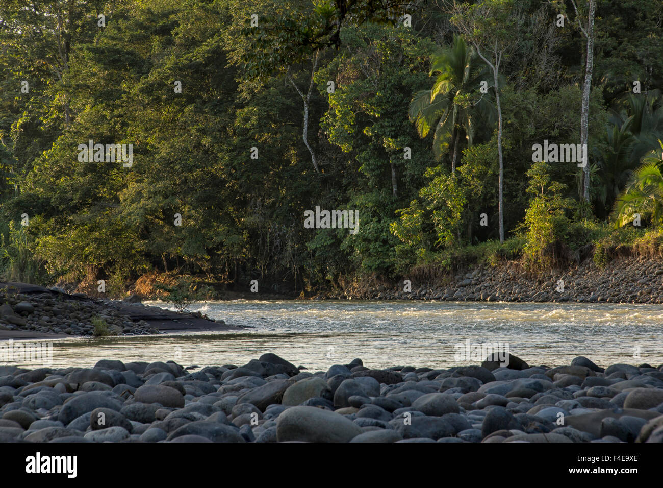 Rainforest, Sarapique River, Selva Verde, Costa Rica Stock Photo - Alamy