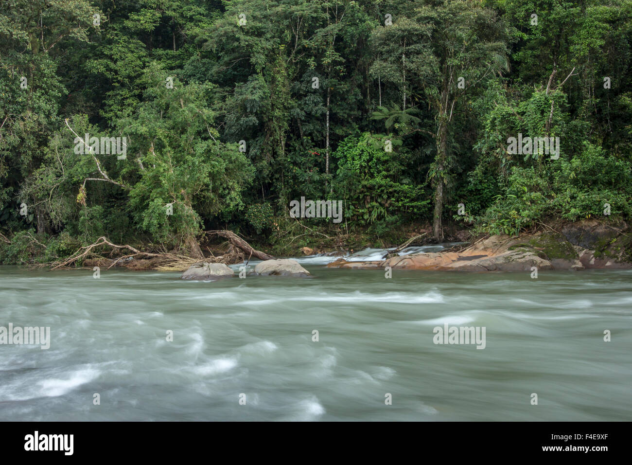 Rainforest, Sarapique River, Selva Verde, Costa Rica Stock Photo - Alamy