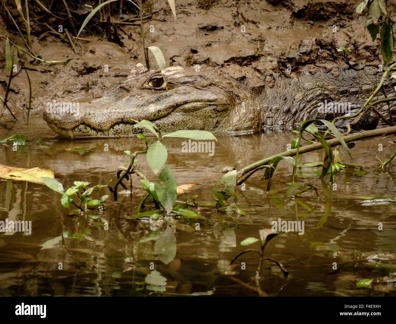 Alligator in Sarapique River, rainforest, Costa Rica Stock Photo - Alamy