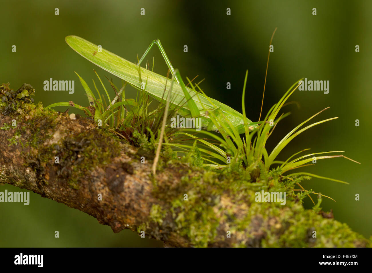 Horned katydid (orthopteran) in cloud forest, Costa Rica Stock Photo ...