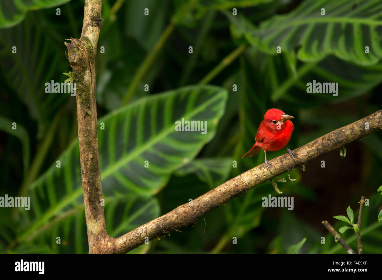 Male summer tanager in rainforest, Selva Verde, Costa Rica Stock Photo ...