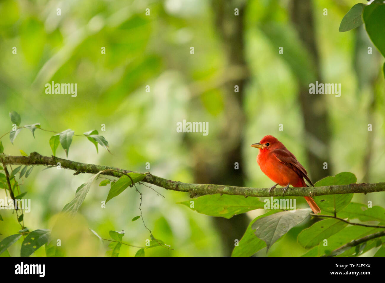 Male summer tanager in rainforest, Selva Verde, Costa Rica Stock Photo ...