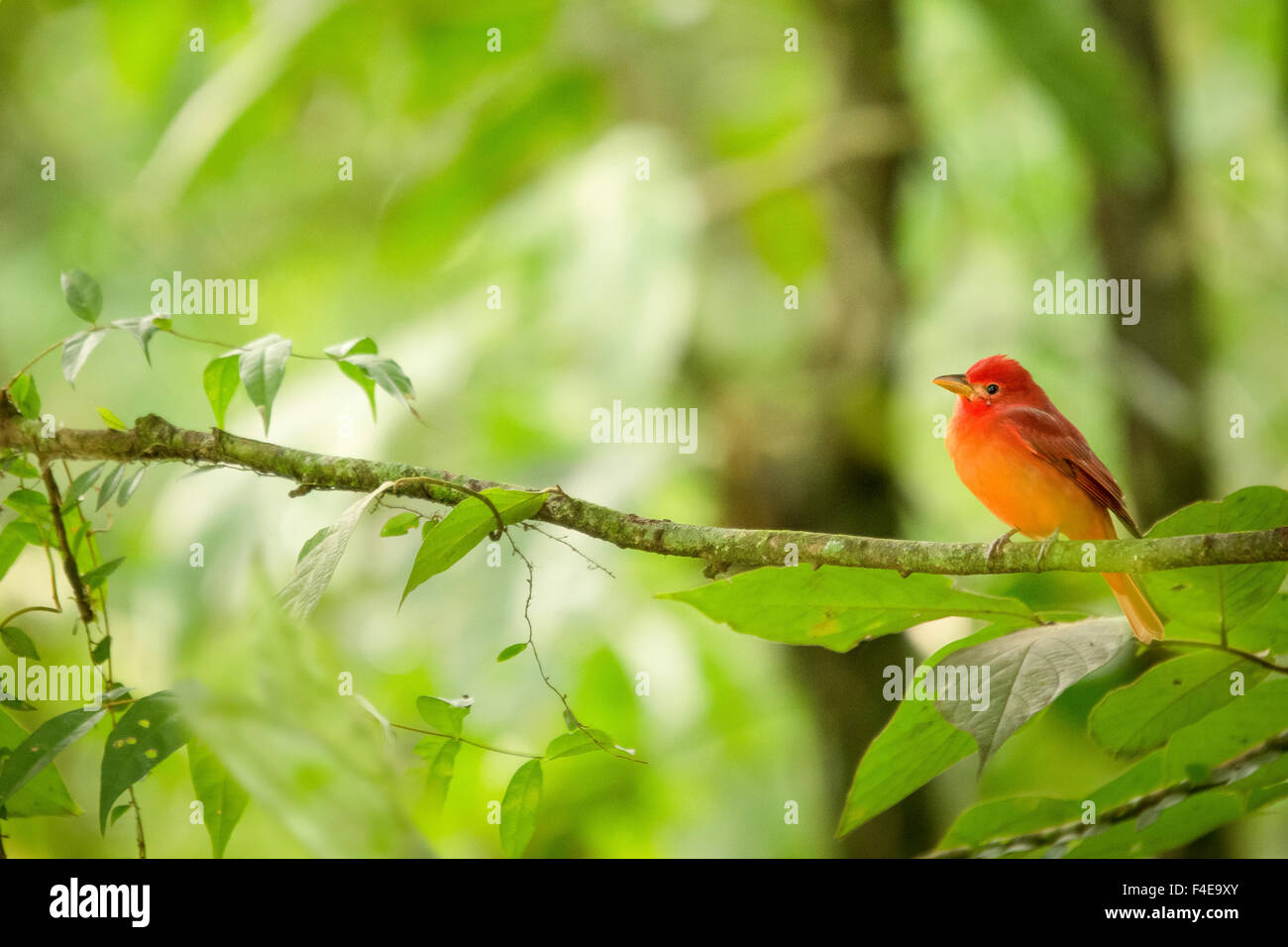 Male summer tanager in rainforest, Selva Verde, Costa Rica Stock Photo ...
