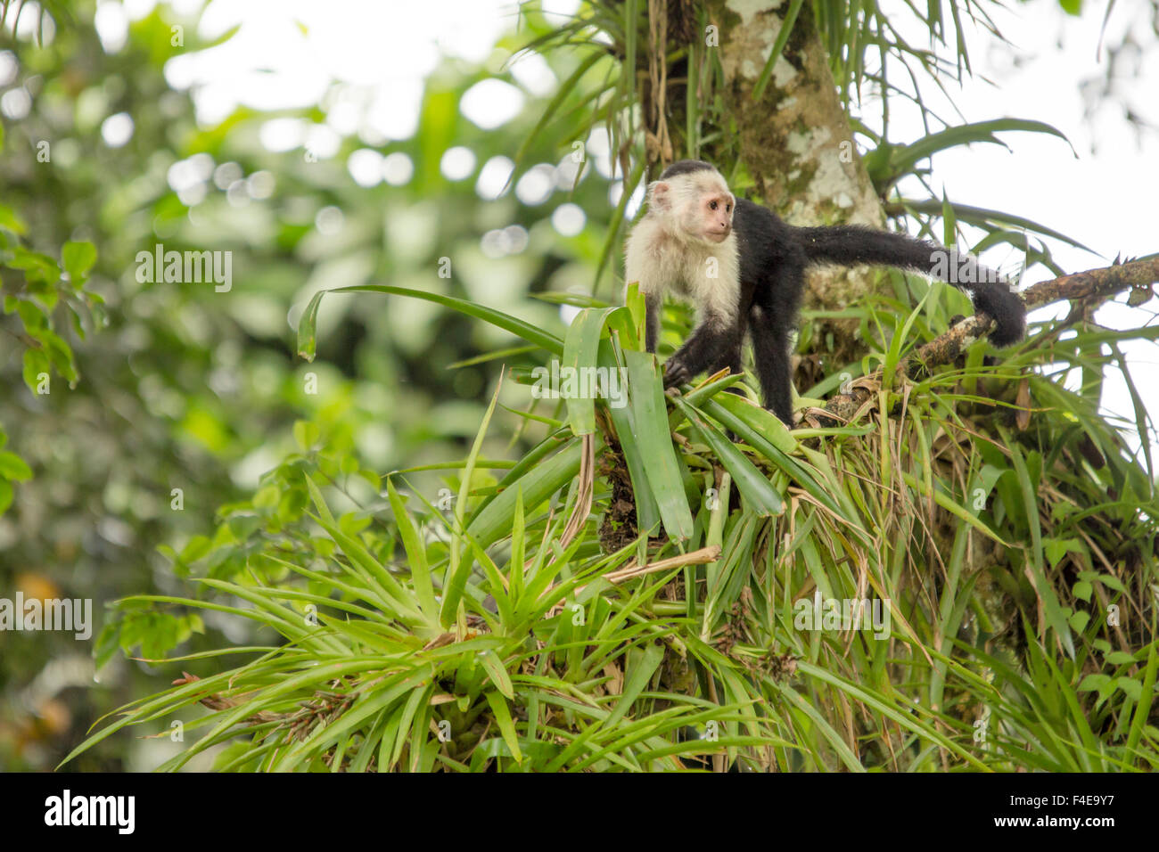 Spider monkey at edge of rainforest near farm in rainforest, Costa Rica ...