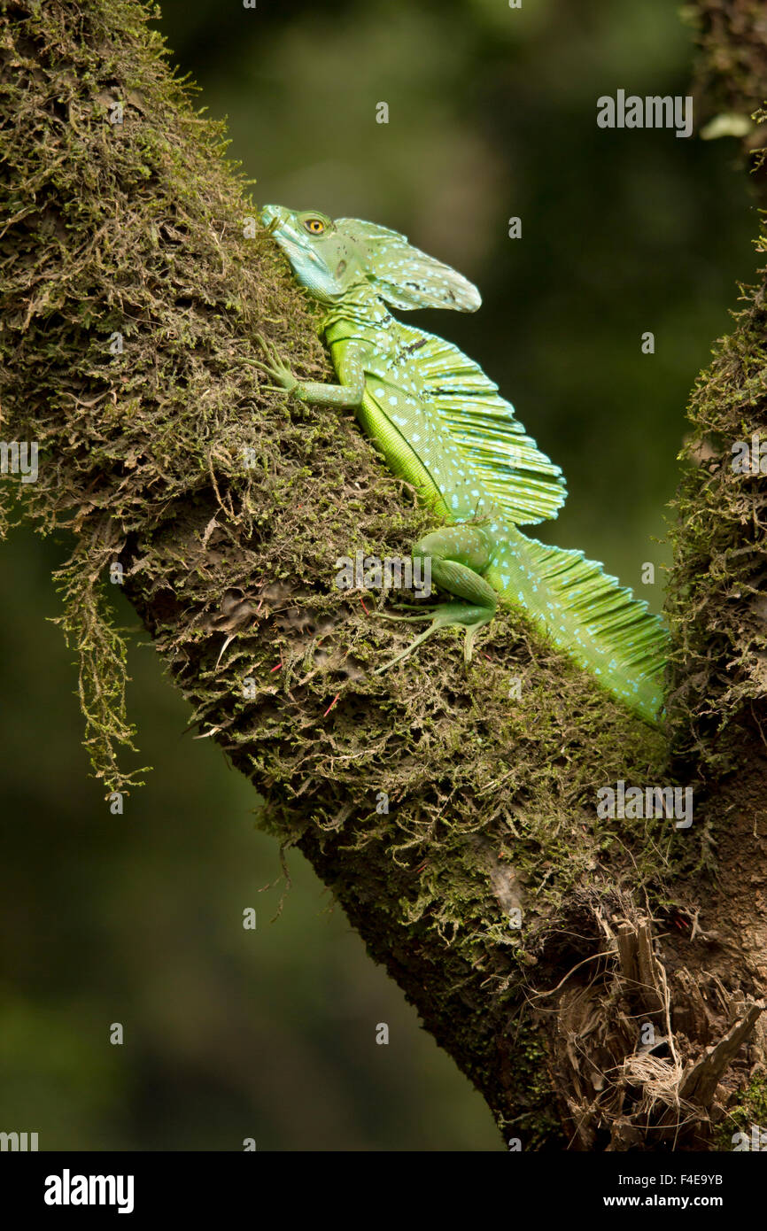 Green basilisk lizard in tree beside Sarapique River in rainforest ...