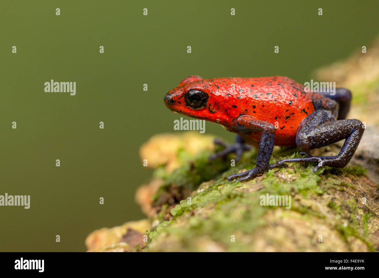 Blue-jeans or strawberry poison dart frog (or poison arrow frog) on ...