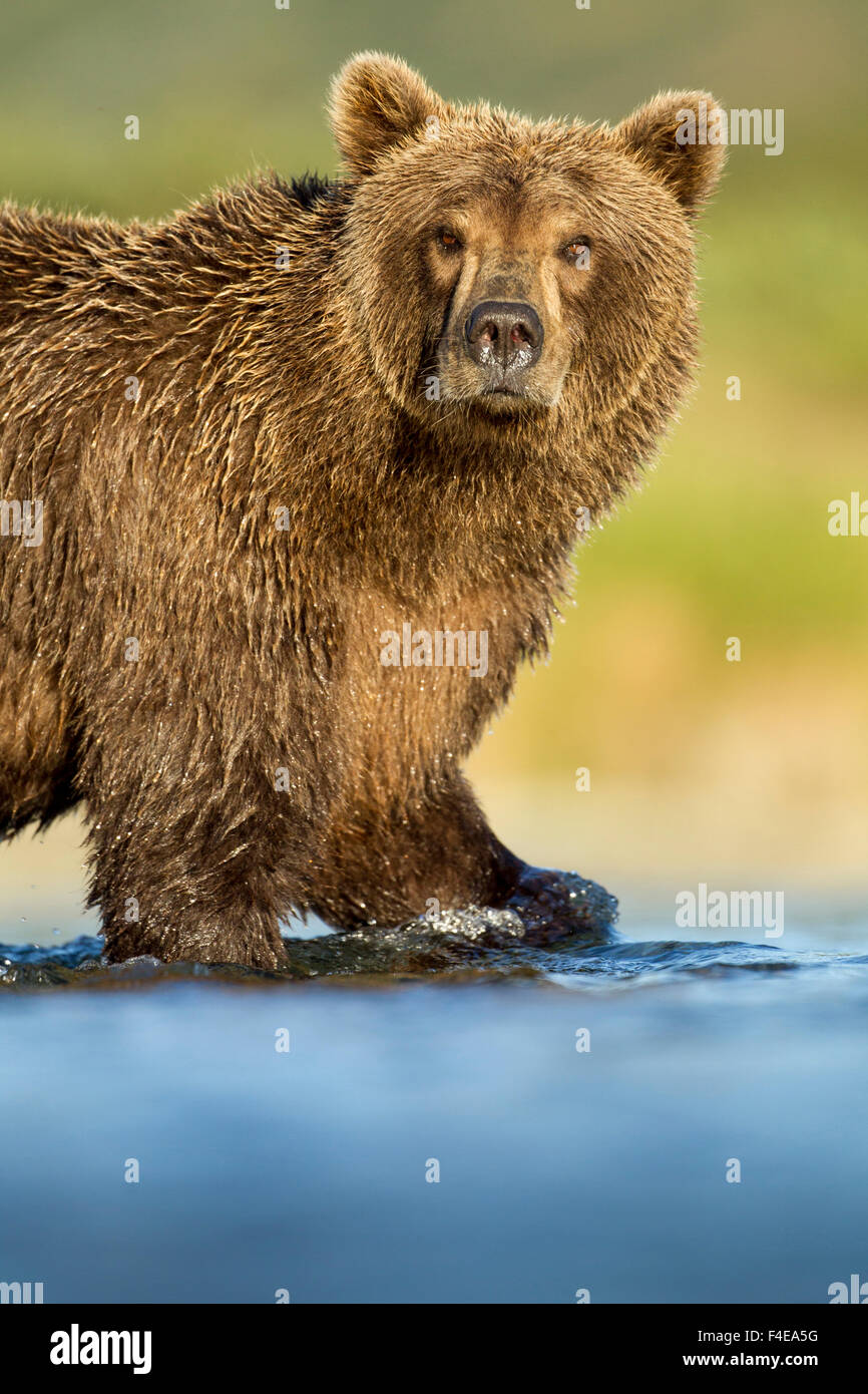 Usa Alaska Katmai National Park Coastal Brown Bear Ursus Arctos