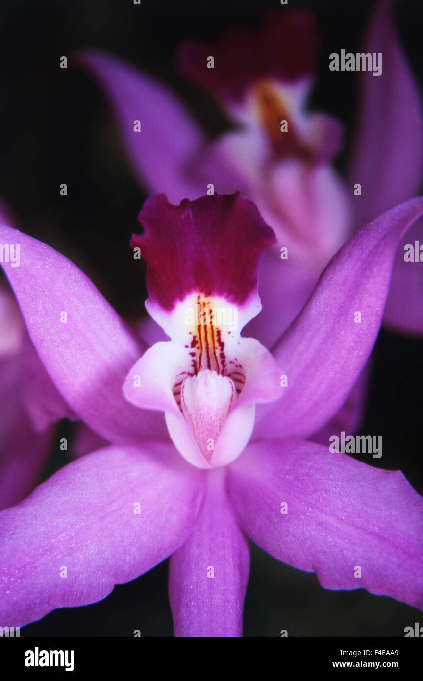 Costa Rica, Ankester Botanical Gardens, Close-up of orchid (Large ...