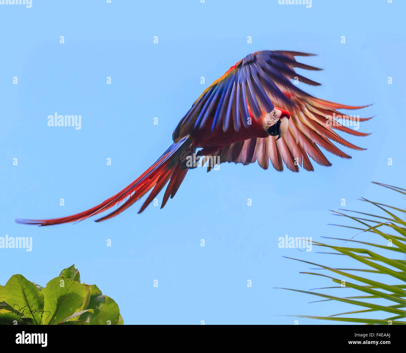 Scarlet Macaw in flight. Costa Rica. Central America Stock Photo - Alamy