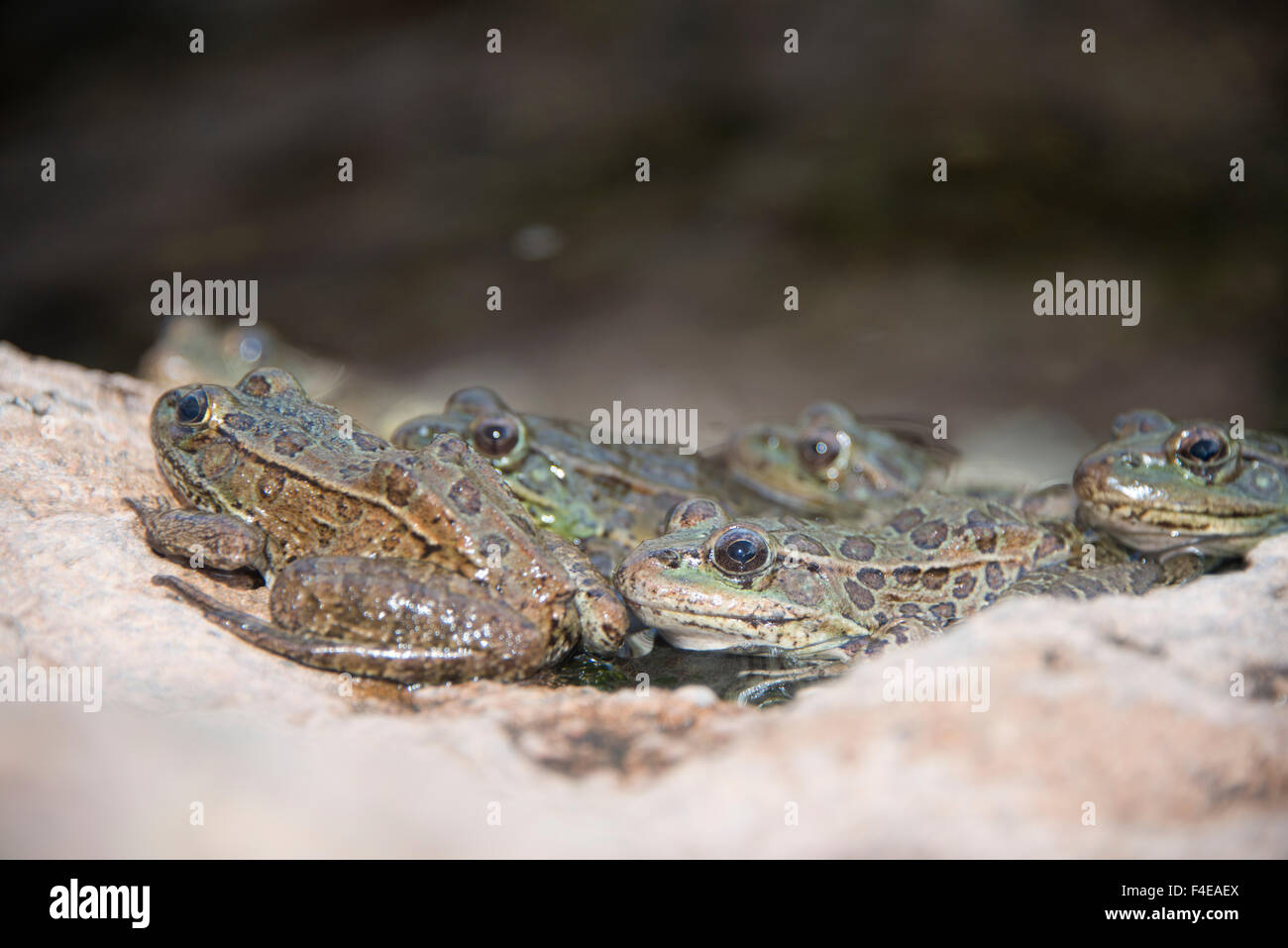 Arizona, Tucson, Saguaro National Park, Sonora Desert Museum. Lowland ...