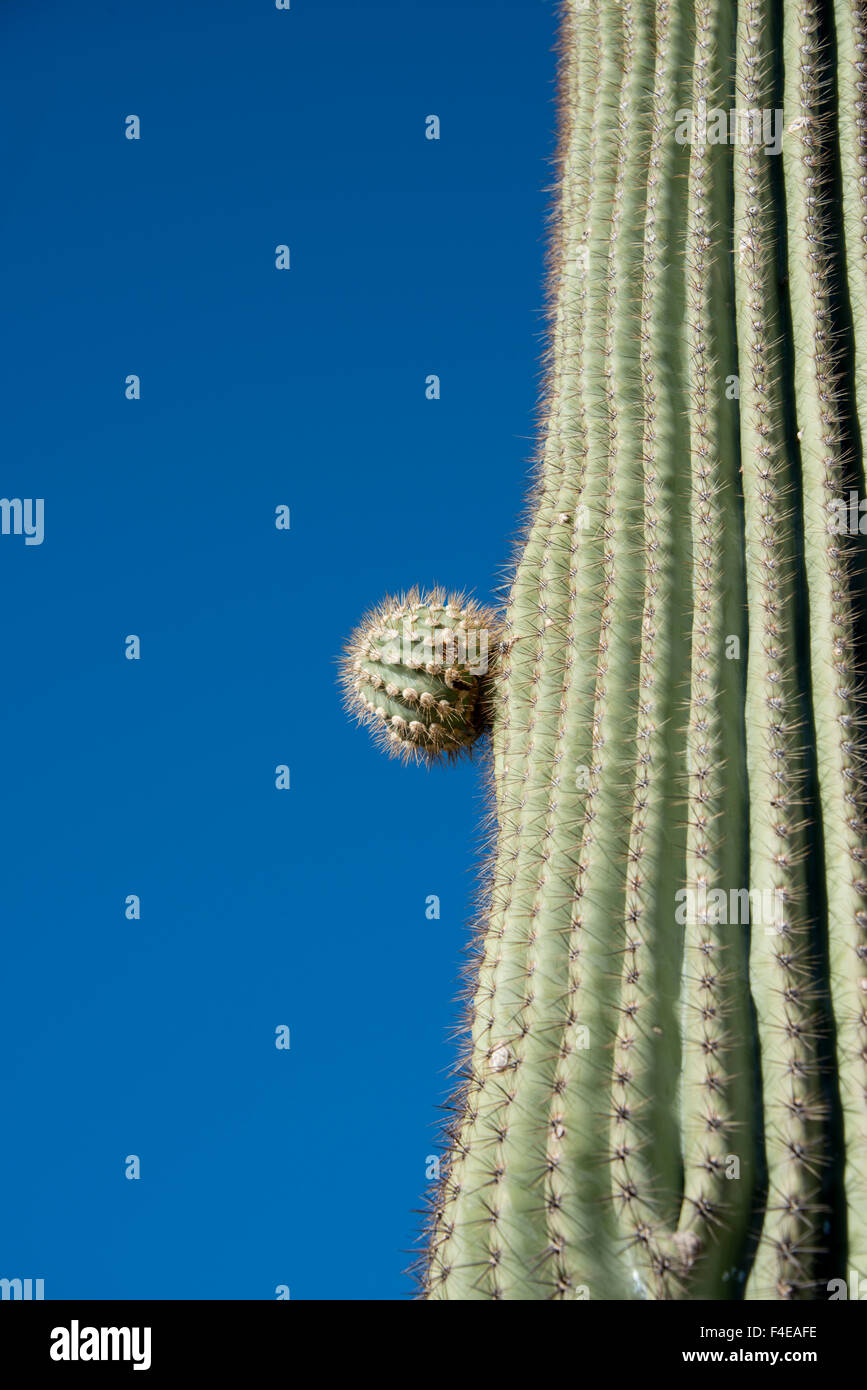 USA, Arizona, Sonoran Desert, Saguaro National Park, Lorraine Lee ...