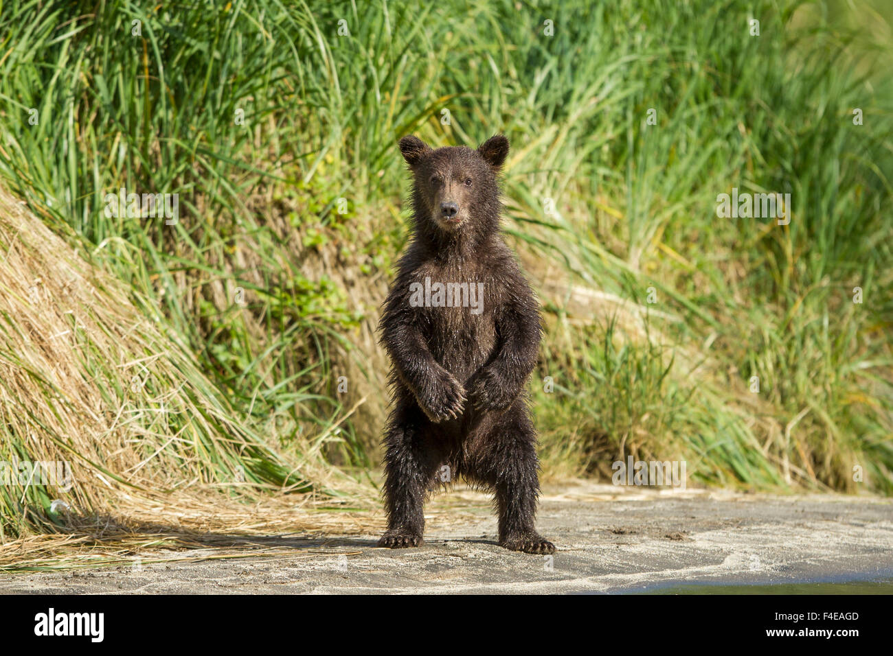 USA, Alaska, Katmai National Park, Coastal Brown Bear Spring Cub (Ursus ...
