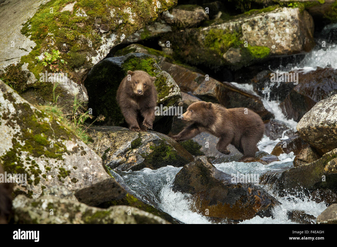 USA, Alaska, Katmai National Park, Coastal Brown Bear Spring Cubs ...