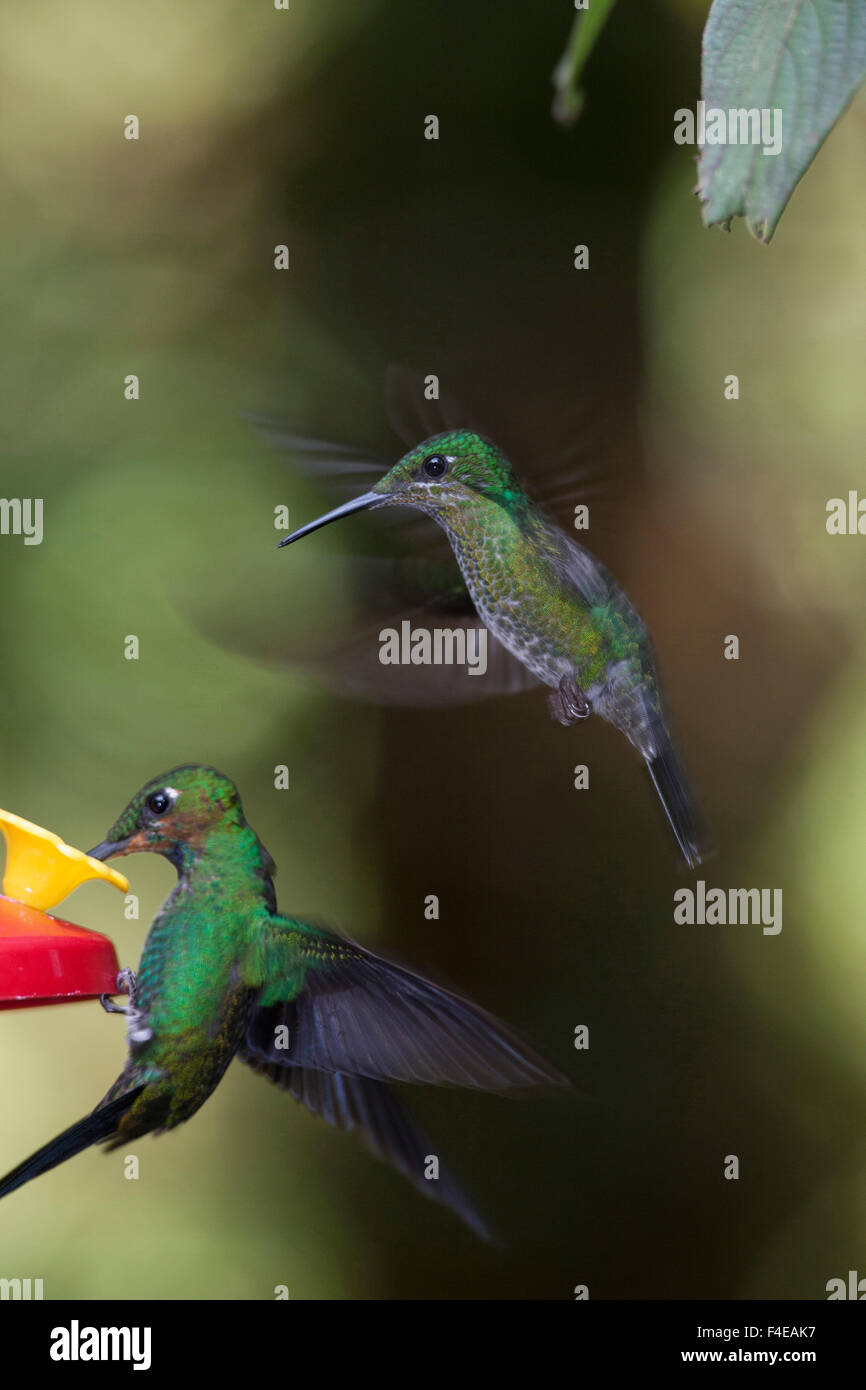Mangrove hummingbird hi-res stock photography and images - Alamy