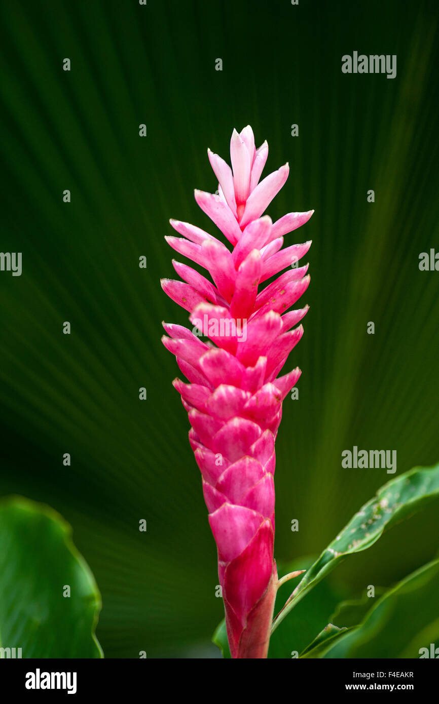 Alpinia purpurata costa rica hi-res stock photography and images - Alamy
