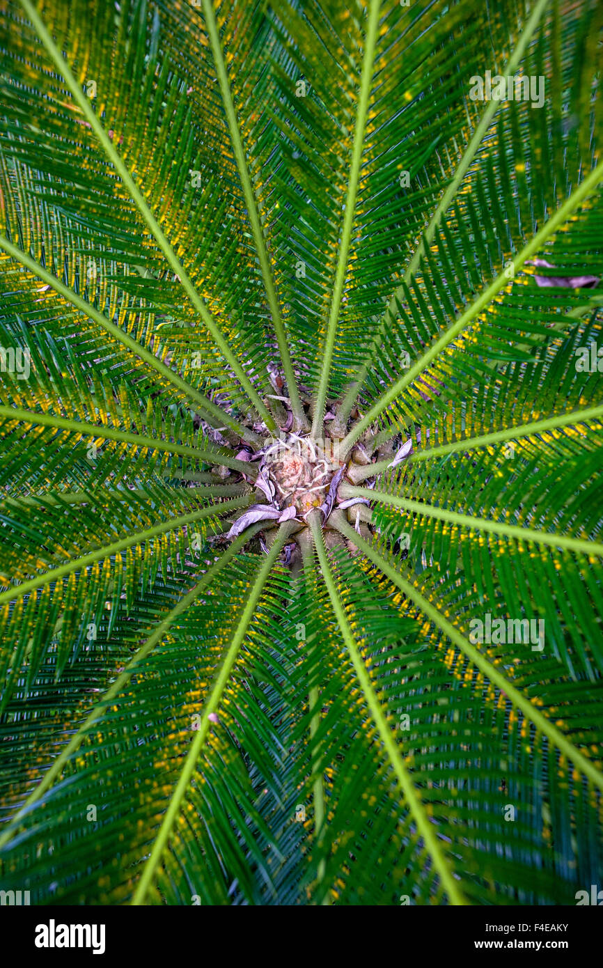 Center of Cyad. Costa Rica. Central America Stock Photo - Alamy