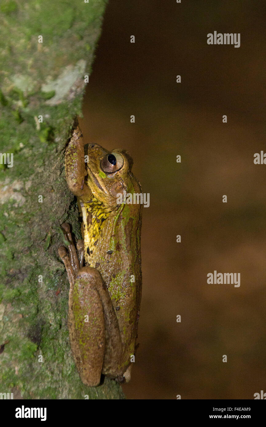 Common dink frog hi-res stock photography and images - Alamy