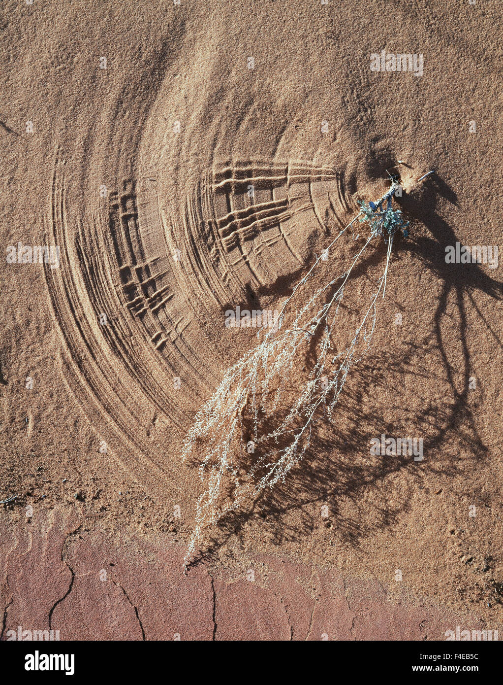 USA, Arizona, Wind Blown twig in Paria Canyon. Credit as: Christopher ...