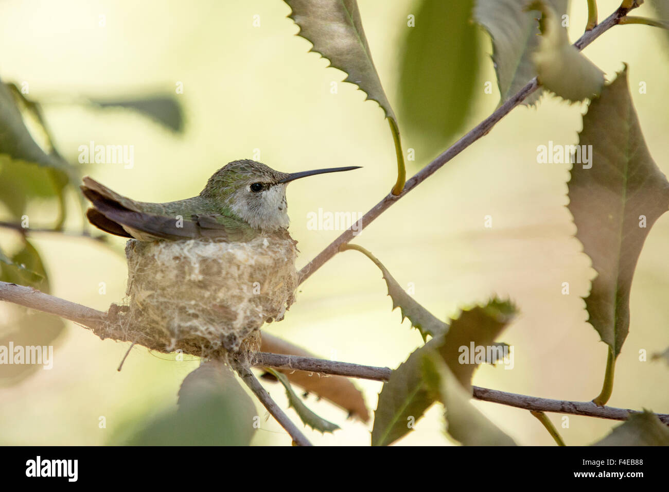 USA, Arizona, Tucson, Sonoran Desert Museum. Female hummingbird on her ...