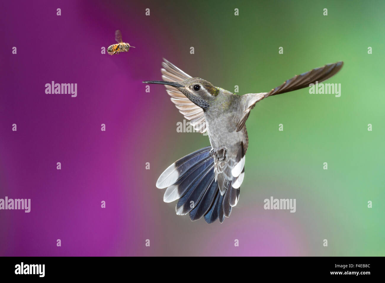 USA, Arizona, Madera Canyon. Encounter between female magnificent ...