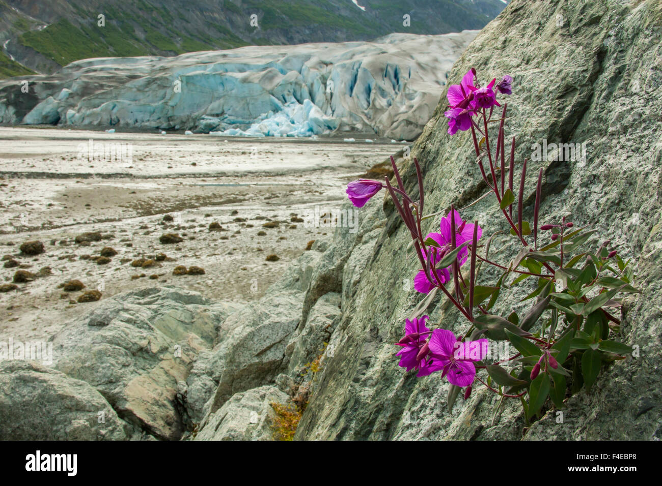 USA, Alaska, Glacier Bay National Park, Reid Glacier. Fireweed growing ...