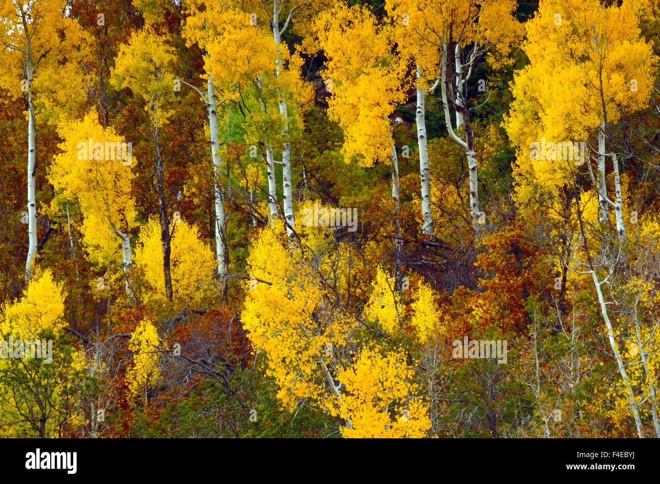 Aspens with autumn foliage, Kaibab National Forest, Arizona, USA Stock ...