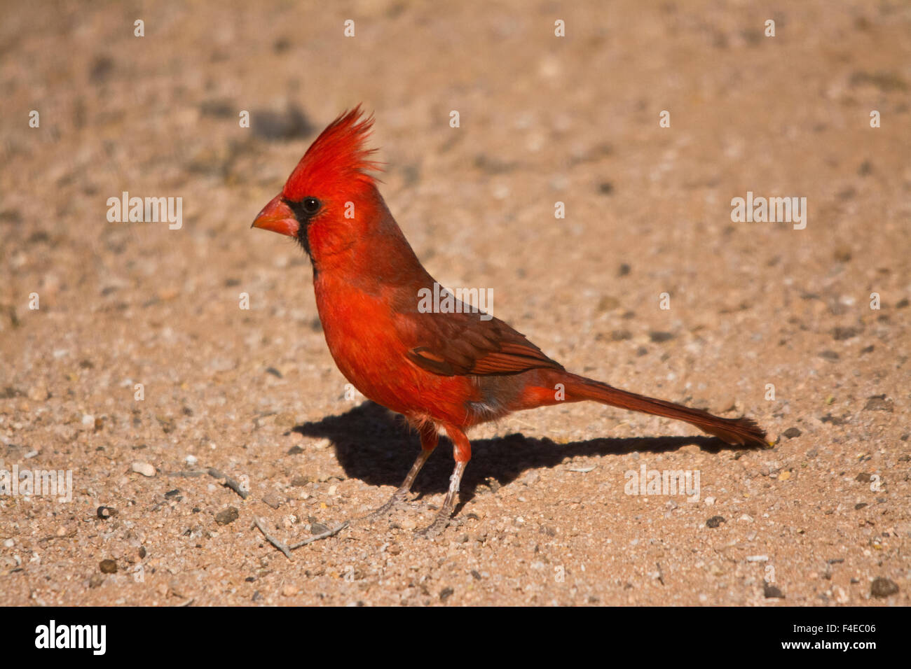 Northern Cardinal, Saguaro National Park, Tucson, Arizona, USA Stock ...