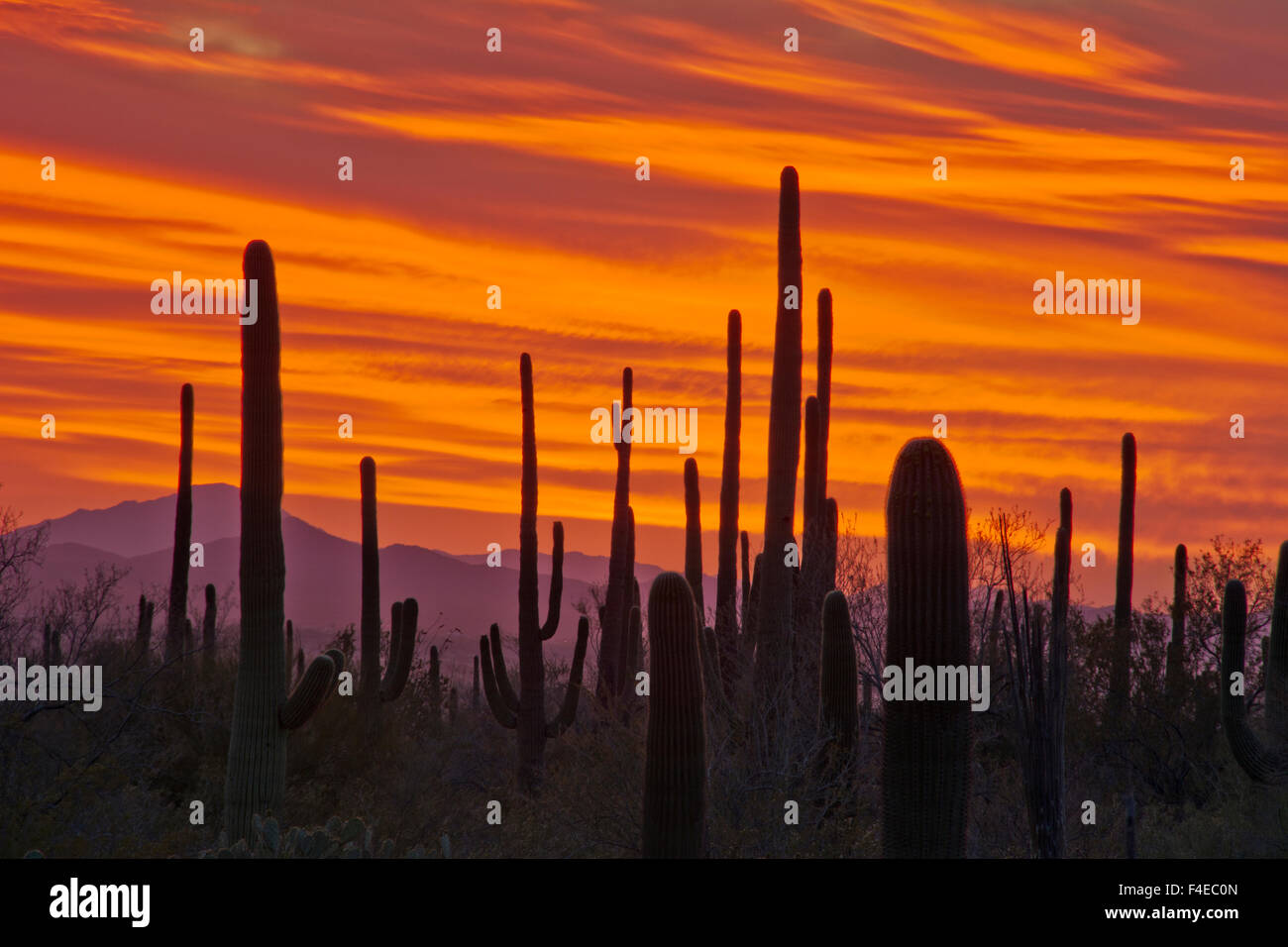 Saguaro, sunset, Saguaro National Park, Arizona, USA Stock Photo - Alamy
