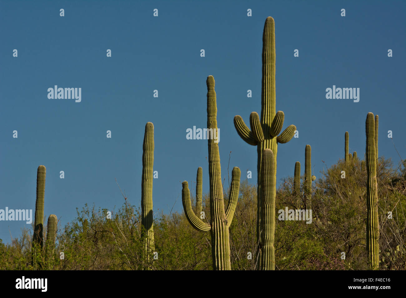Saguaro, Sabino Canyon, Arizona, USA Stock Photo - Alamy