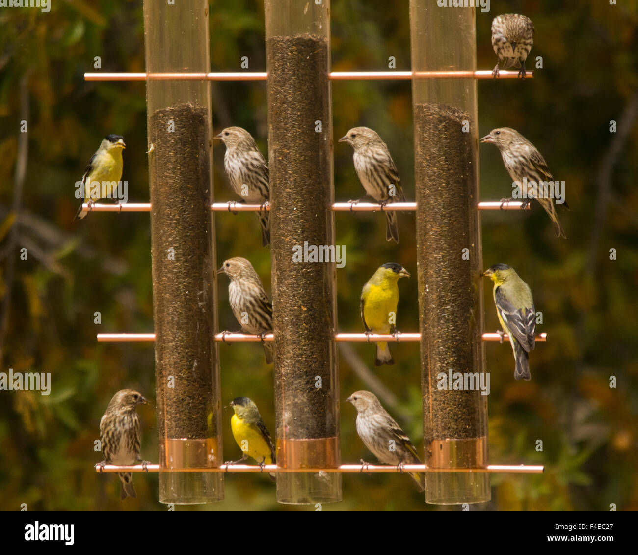 Male female american goldfinch hi-res stock photography and images - Alamy