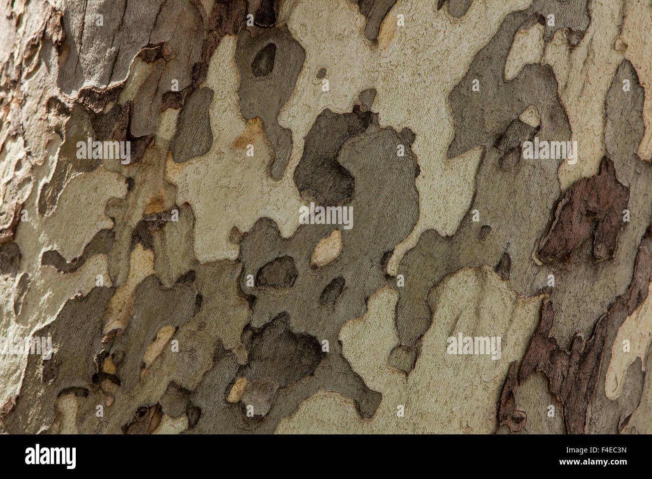Sycamore tree bark patterns hi-res stock photography and images - Alamy