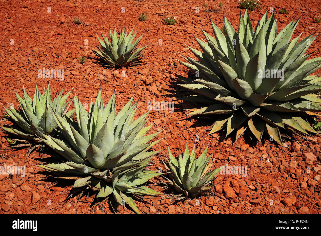 Arizona, Wilson Canyon. Agave growing out of a red rock carpet Stock ...