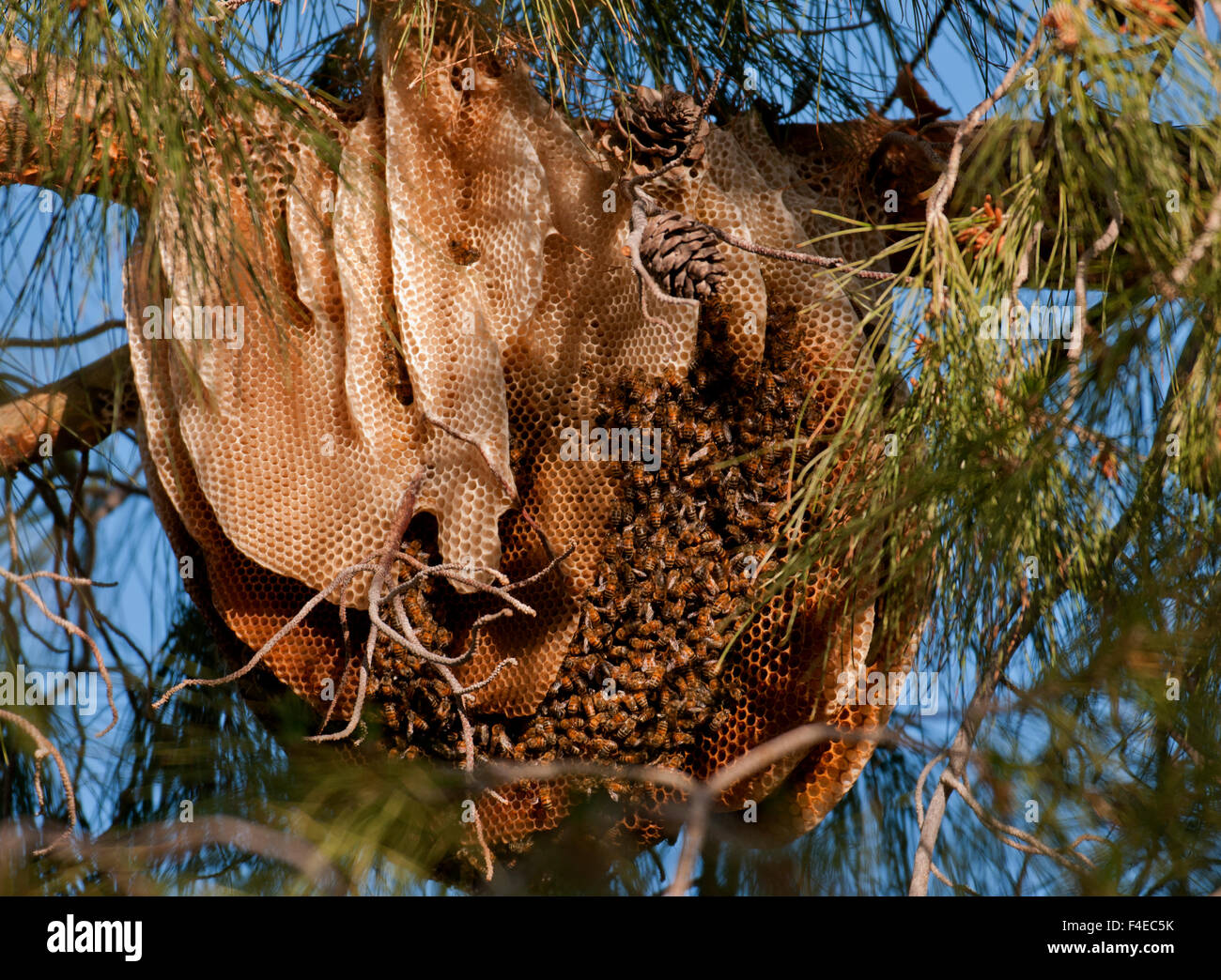 USA, Arizona, Yuma, Bee Hive Stock Photo - Alamy