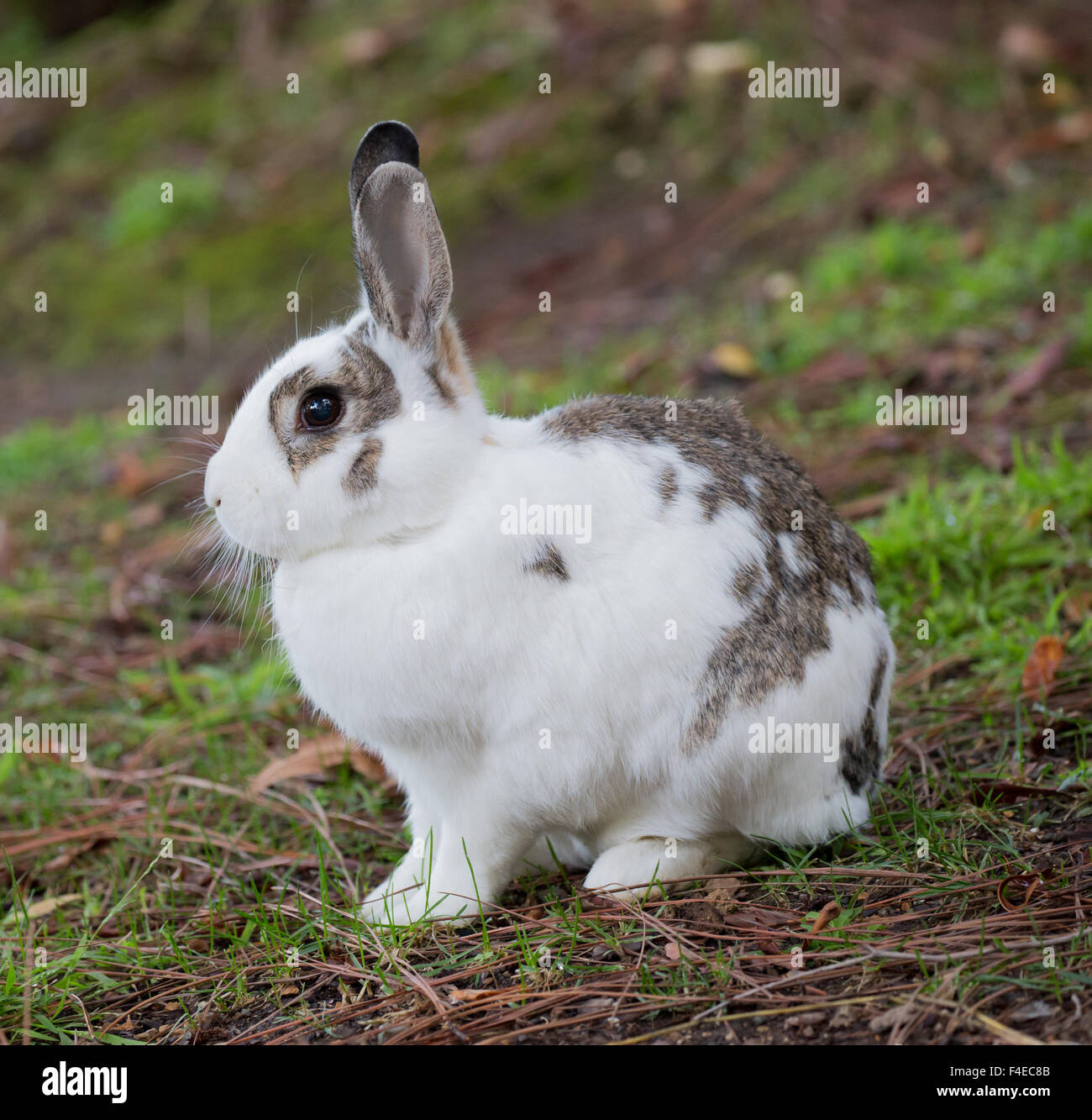 European Domestic Rabbit (Oryctolagus cuniculus) Side View Stock Photo ...