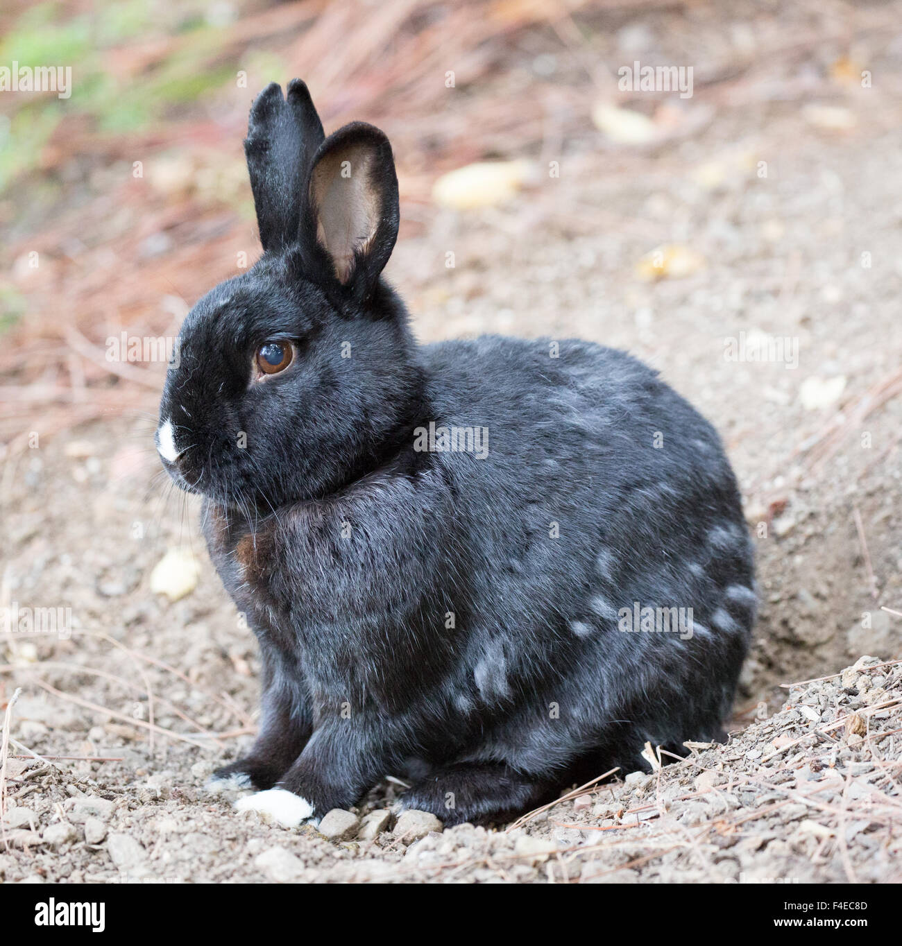 Melanistic European Domestic Rabbit (Oryctolagus cuniculus) Sitting and ...